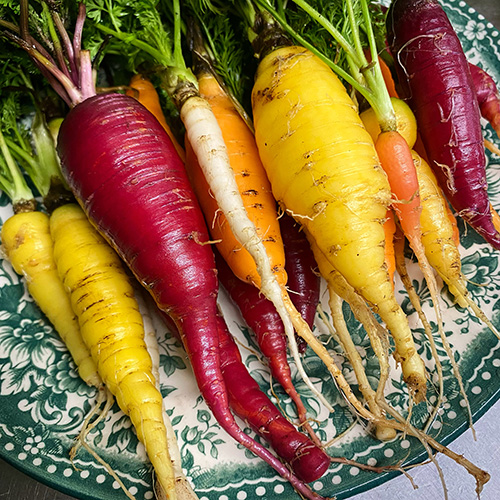 about_square_carrots | The Dreaming Lotus