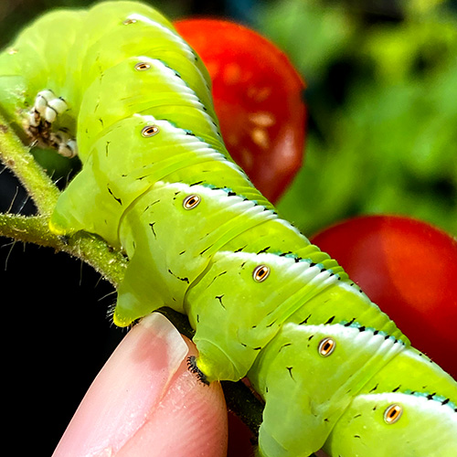 about_square_caterpillar | The Dreaming Lotus