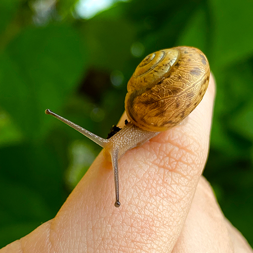 about_square_snail | The Dreaming Lotus